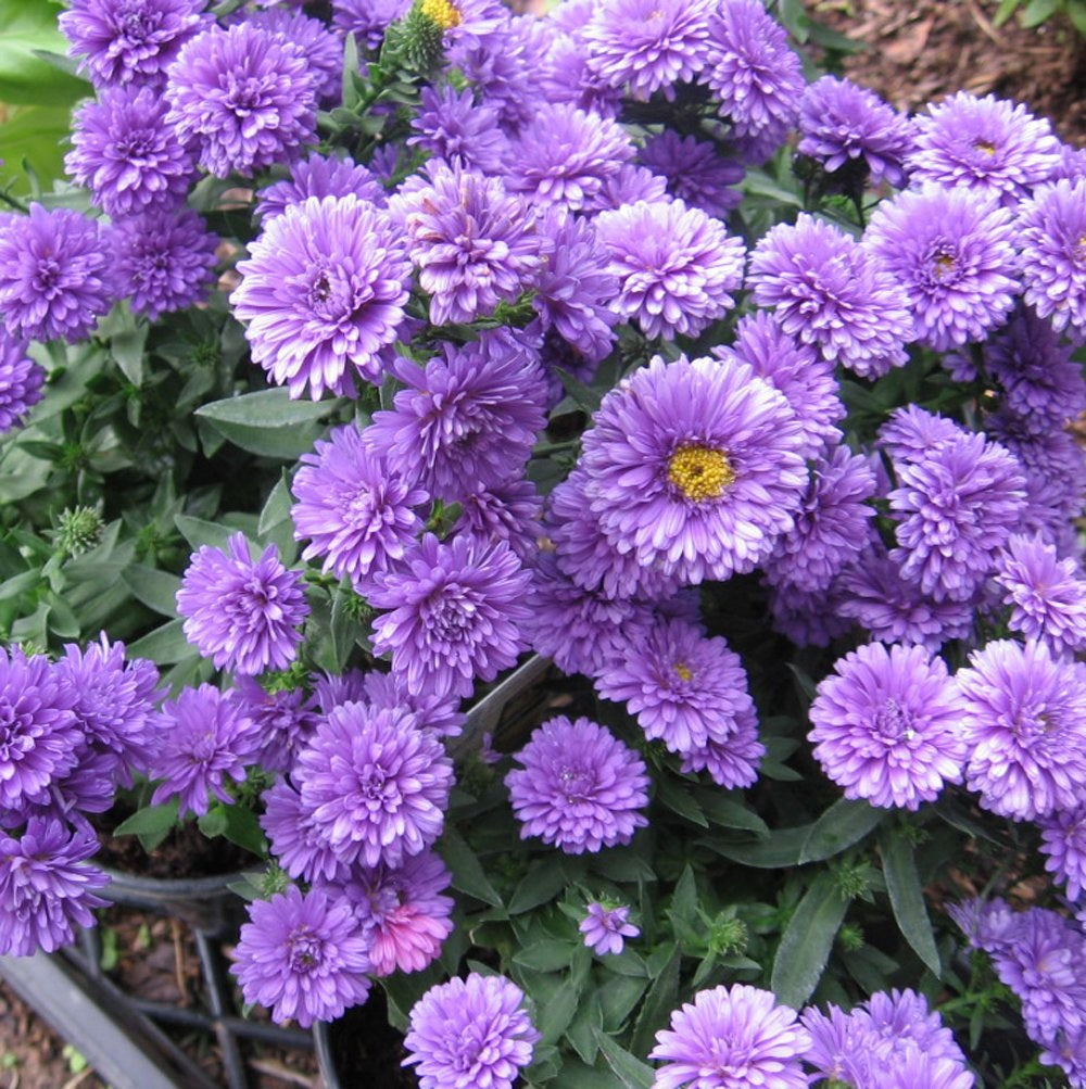 Dark Purple Aster