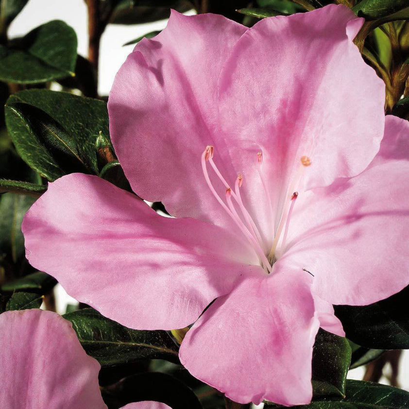 Buy Autumn Sweetheart Encore Azalea Plants & Trees Online | Pixies Gardens