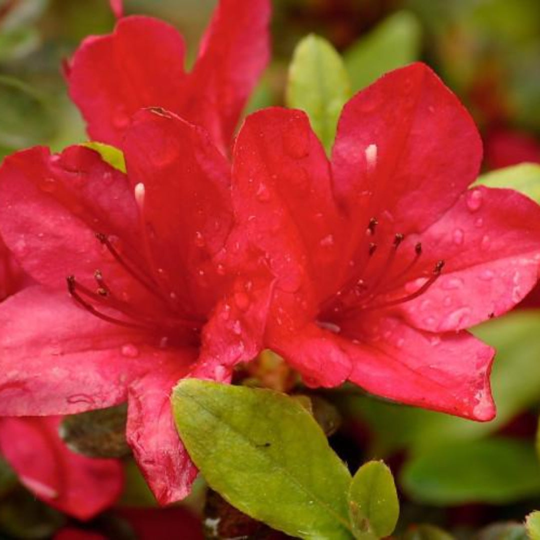 Buy Red Formosa Hybrid Azalea Plants Plants & Trees Online | Pixies Gardens