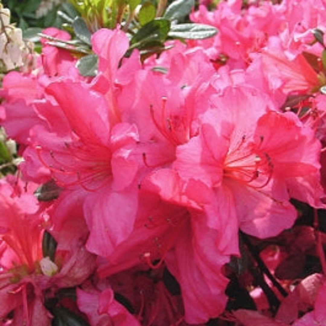 Buy Girard'S Rose Azalea Plants & Trees Online | Pixies Gardens