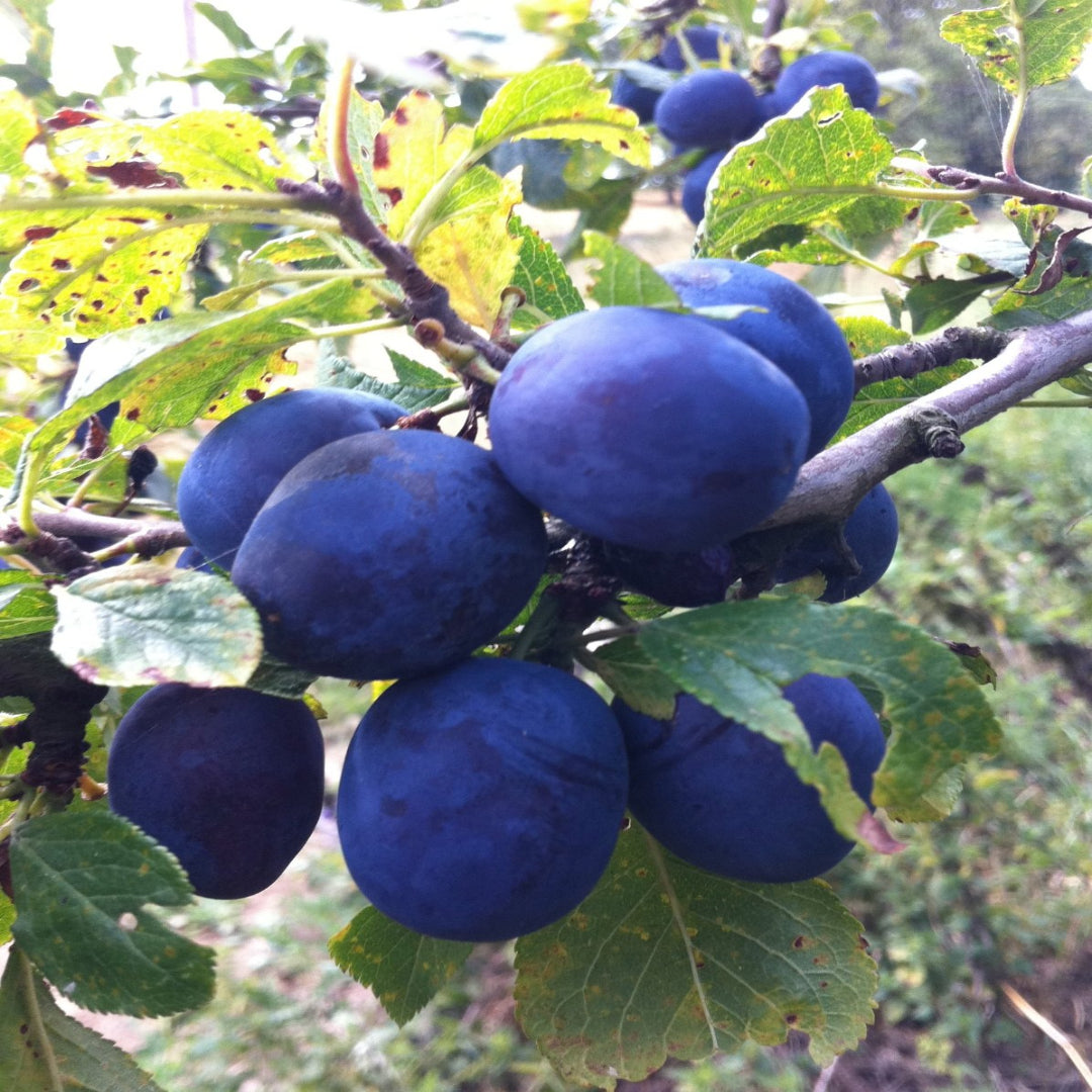 Buy Blue Damson Plum Tree Plants & Trees Online | Pixies Gardens