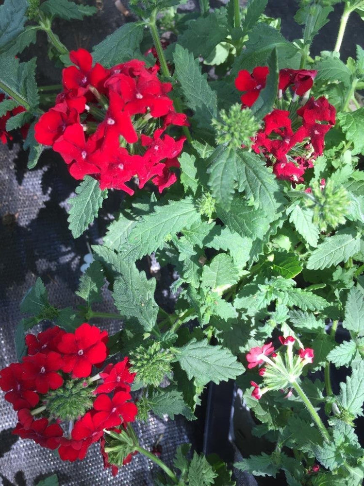 Buy Verbena 'Voodoo Red" Vervain Plants & Trees Online | Pixies Gardens