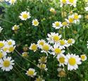 Buy Bellium Minutum Miniature Mat Daisy Plants & Trees Online | Pixies ...