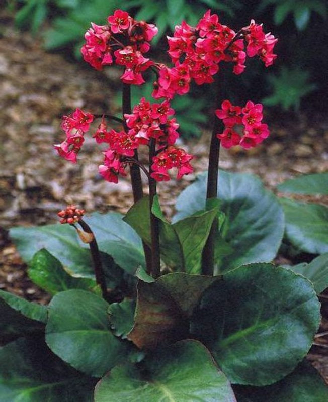 Bergenia Red