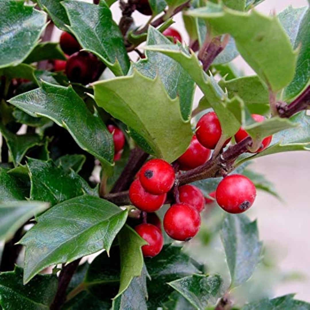 Buy Blue Maid Holly Plants & Trees Online | Pixies Gardens