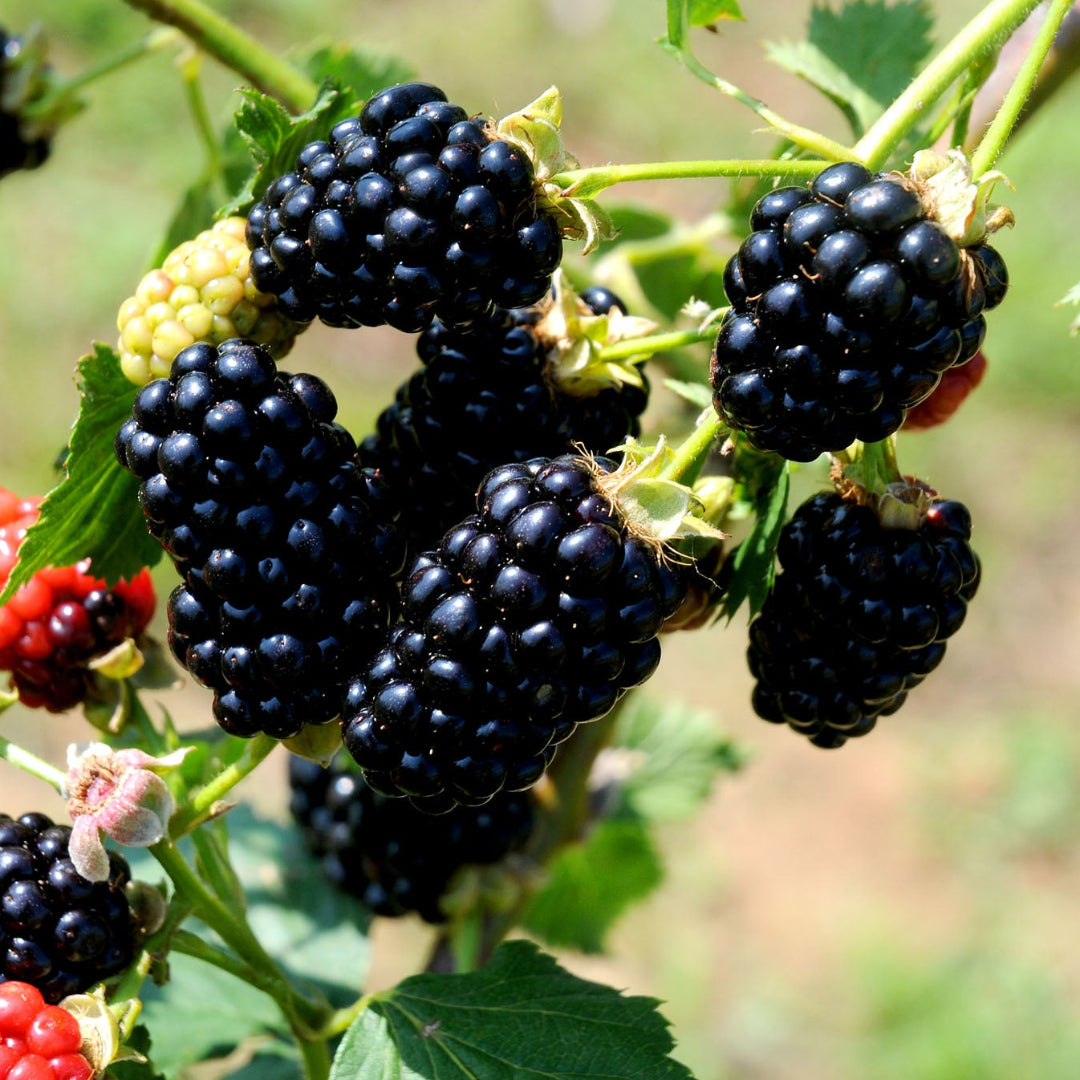 Thorny Upright Blackberry That Produces Extremely Large Fruit buy ...