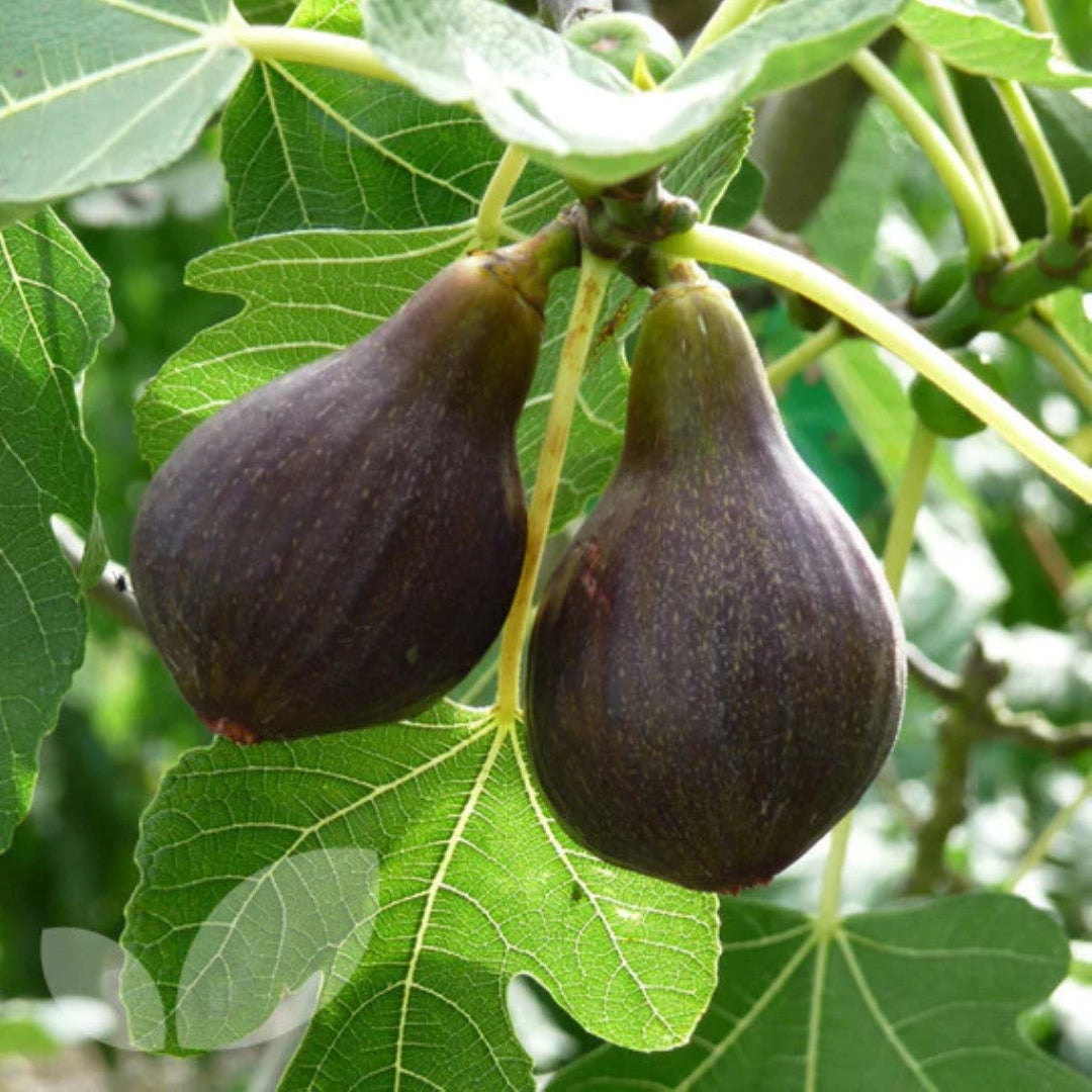 Buy Brown Turkey Fig Tree Plants & Trees Online | Pixies Gardens