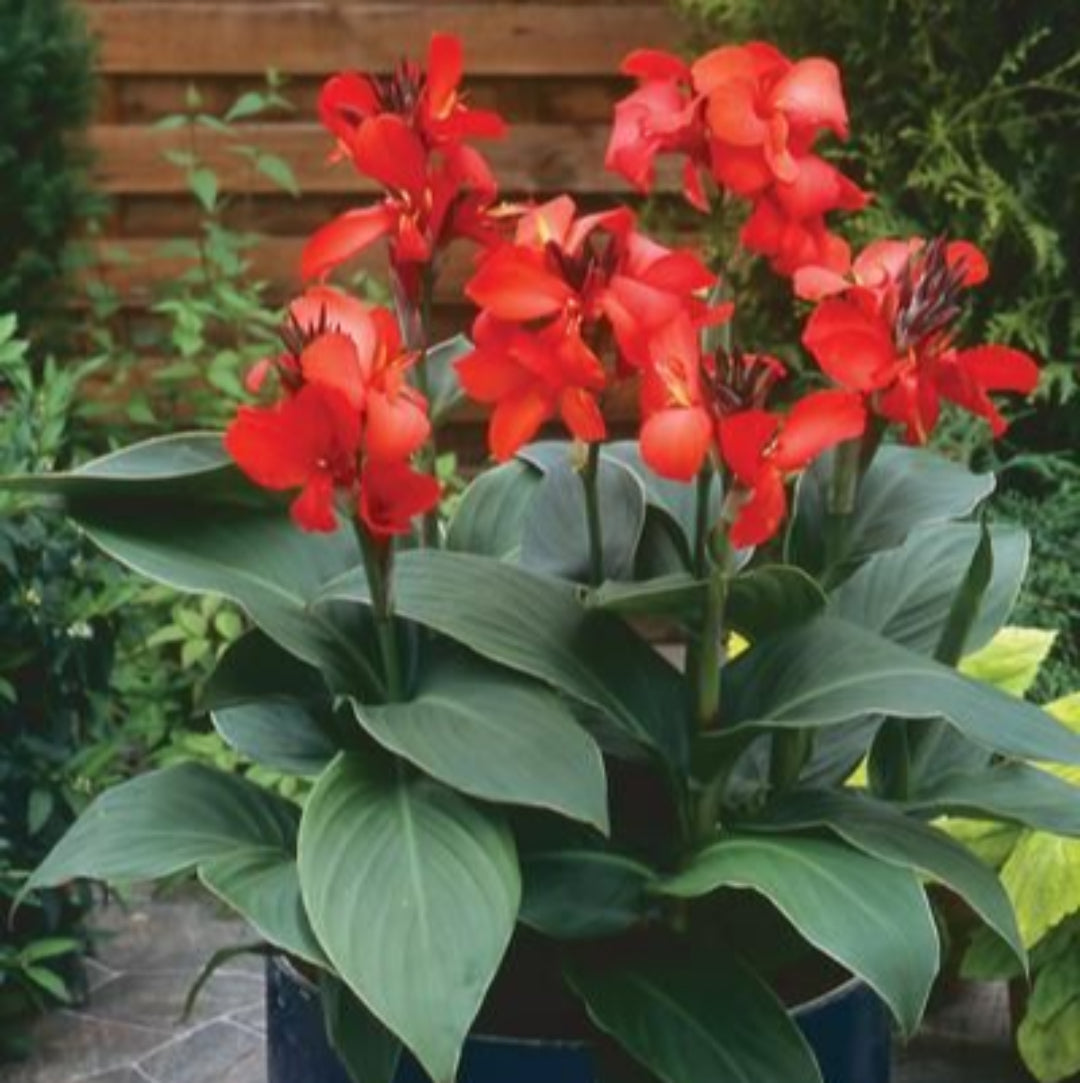 Canna 'Tenerife' Canna Lily. Yellow Blooms with Red Flecks, Medium ...
