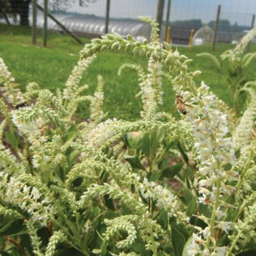 Buy Sparkler White Flower Shrubs Plants & Trees Online | Pixies Gardens