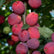 Dolgo Crabapple Tree - Great Pollinator & Fruit Producer