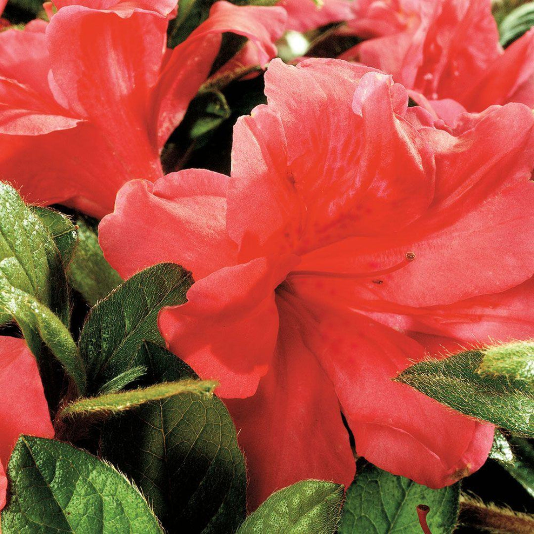 Autumn Monarch Encore Azalea buy online plants and trees at pixies Gardens.