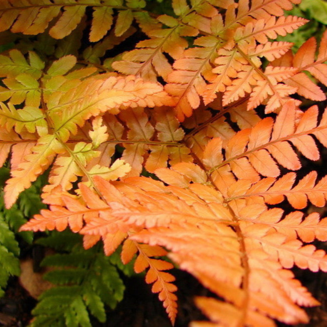 Buy Autumn Fern Multipack Plants & Trees Online | Pixies Gardens