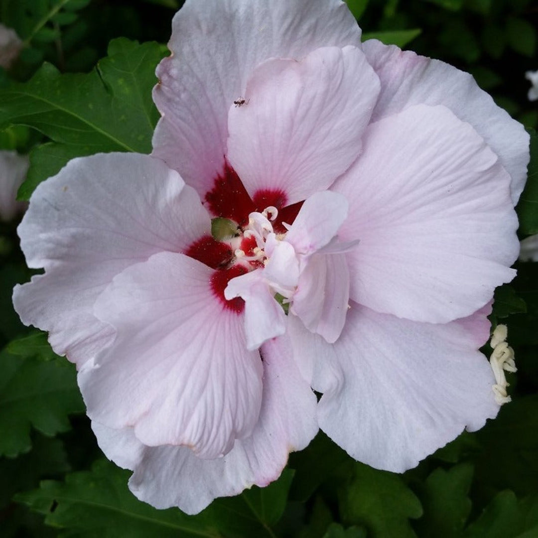 Buy Fiji Hibiscus Plants & Trees Online | Pixies Gardens