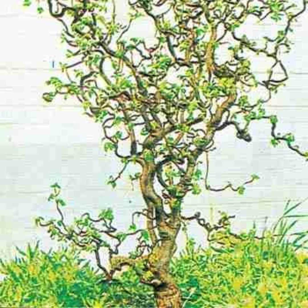 Buy Harry Lauders Walking Stick Plants & Trees Online | Pixies Gardens