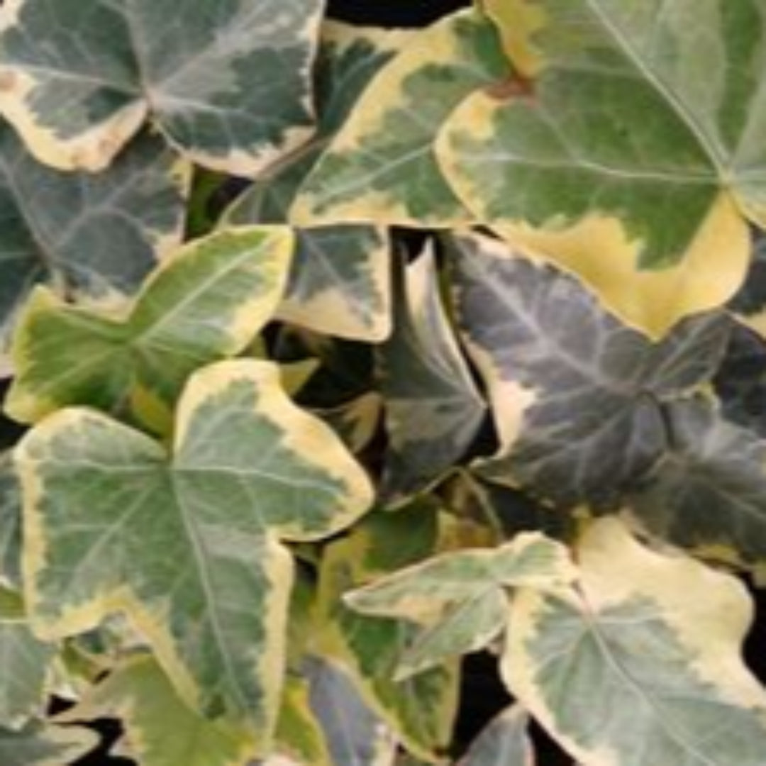Buy Hedera Helix Gold Child Plants & Trees Online | Pixies Gardens