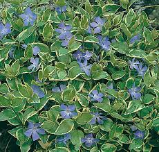 Vinca Major Ground Cover