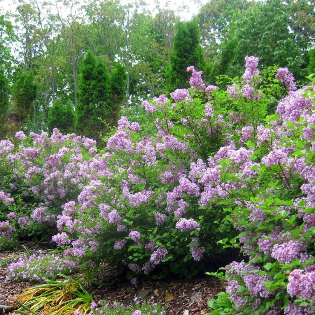 Miss Kim Lilac buy online plants and trees at pixies Gardens.
