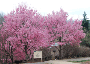 Buy Okame Cherry Tree- Standout Tree Plants & Trees Online | Pixies Gardens