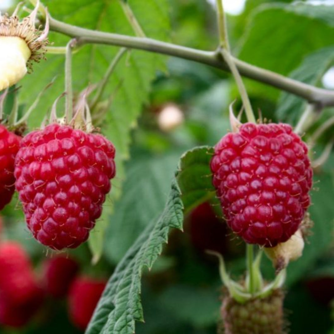 Caroline Raspberry buy online plants and trees at pixies Gardens.