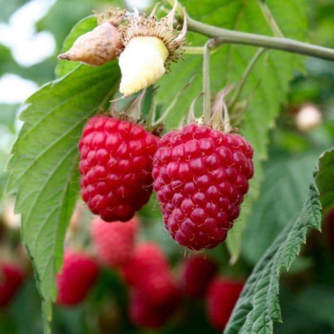 Buy Heritage Raspberry Plants & Trees Online | Pixies Gardens