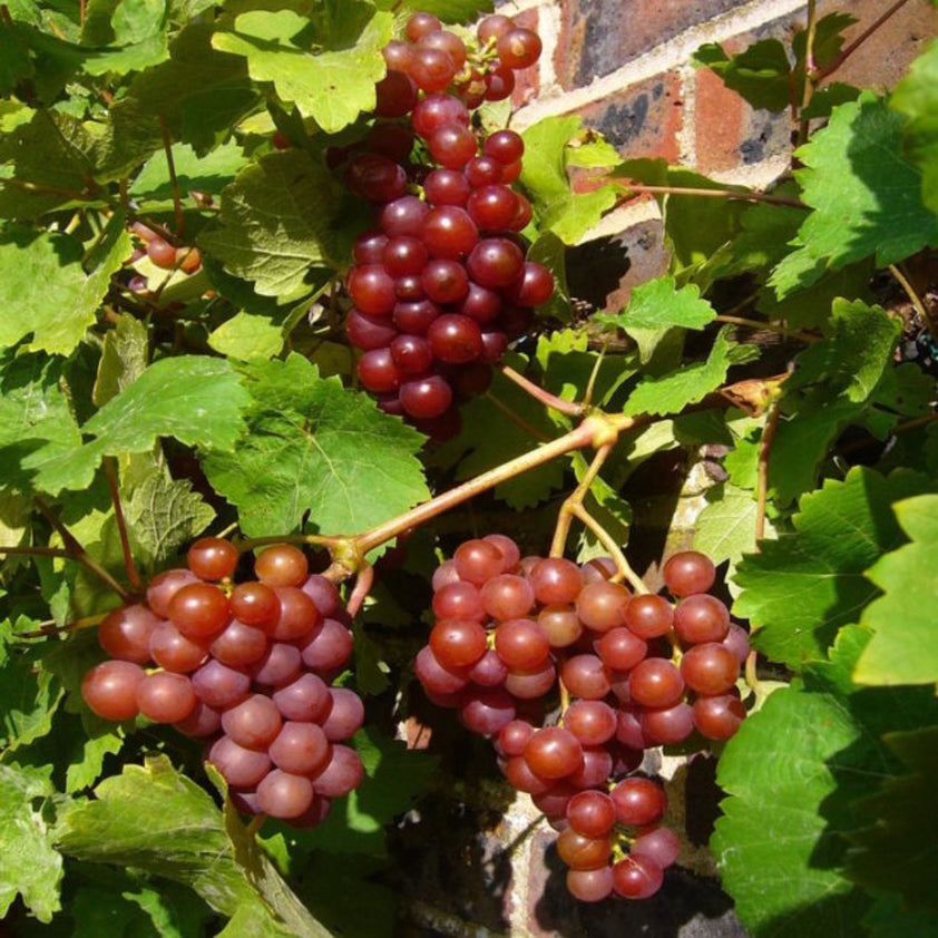 Einset Red Seedless Grape Vine buy online plants and trees at pixies ...
