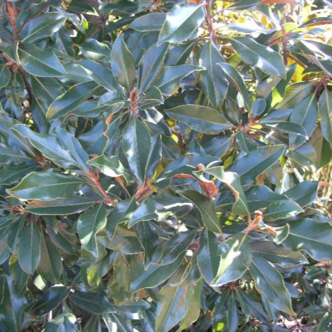 Buy Kay Parris Magnolia Plants & Trees Online | Pixies Gardens