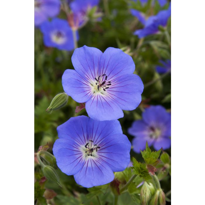 Buy Geranium X 'Rozanne' Cranesbill Plants & Trees Online | Pixies Gardens