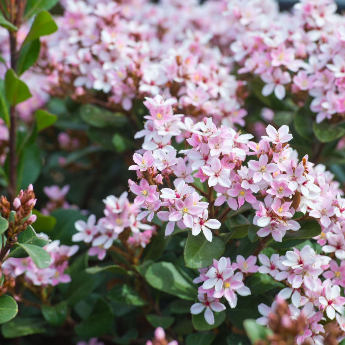Indian Hawthorn, Attractive, Compact, Shrub with Pale Pink Blooms ...