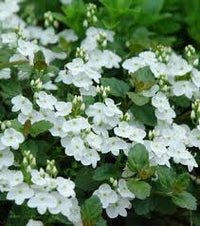 Buy Veronica 'Whitewater Plants & Trees Online | Pixies Gardens