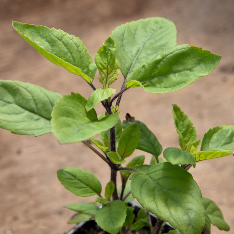 Buy Holy Basil Plants & Trees Online | Pixies Gardens