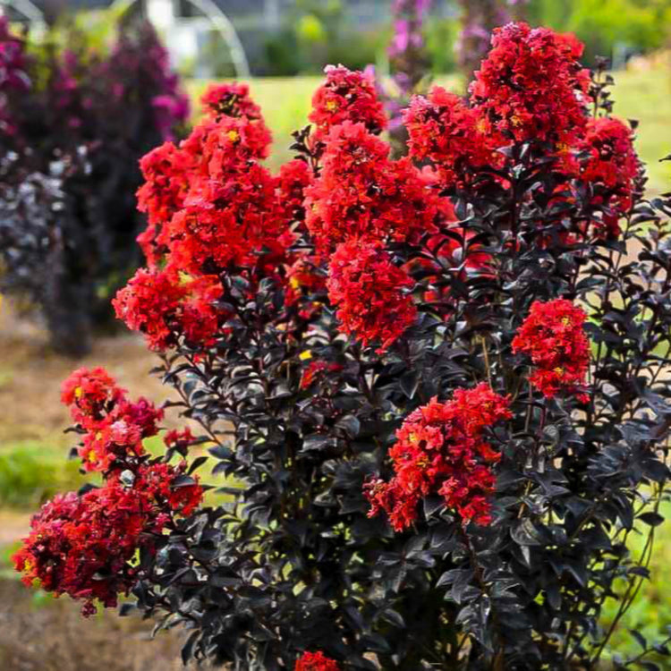 Crape Myrtle Sunset Magic buy online plants and trees at pixies Gardens.