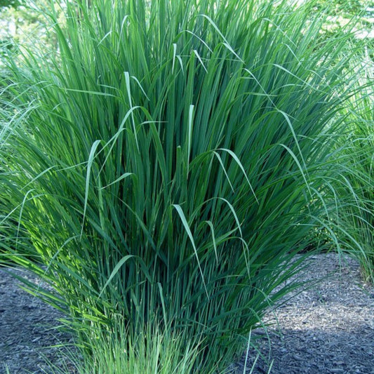 Switchgrass Landscape