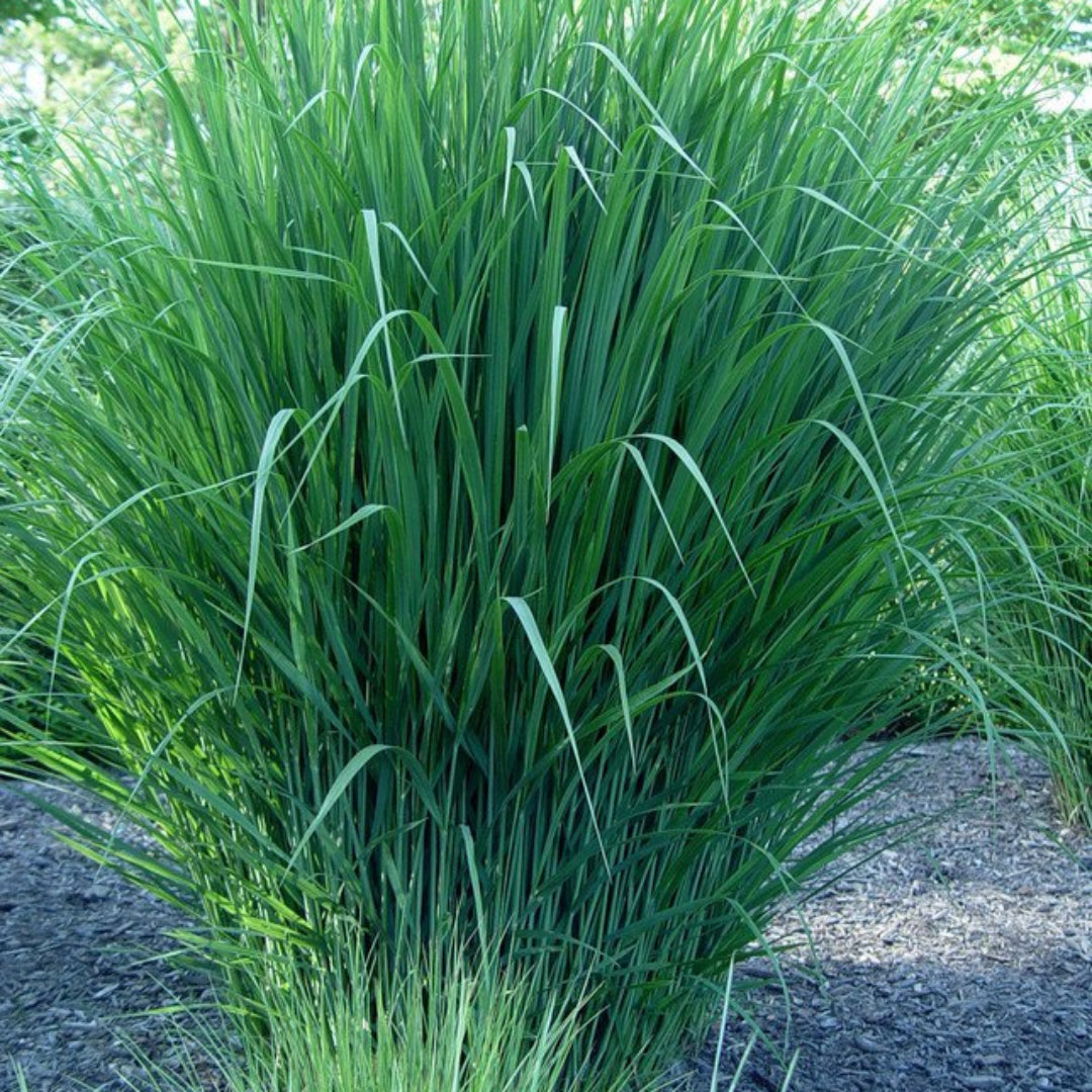 Buy Switchgrass-Clump-Forming Plants & Trees Online | Pixies Gardens