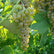Buy Vidal Blanc Grape Plants & Trees Online | Pixies Gardens